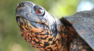 Do Box Turtles Bite? (Why? How Hard? Real Life Experience ...