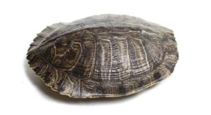 What Are Turtle Shells Made Of ? (with Pictures and Video ...