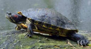 What Are Terrapins? (General Info, Pictures and Care Guide ...