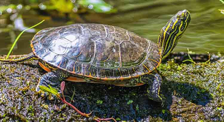 How Much Do Turtles Cost? (With 20 Examples and Pictures) – TurtleOwner.com