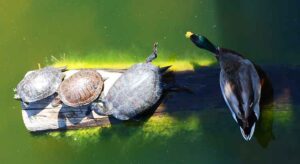 Do Ducks Eat Turtles? (Can They Live Together?) – TurtleOwner.com
