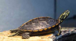 Why Is My Turtle Sneezing? (Should I Be Worried?) – TurtleOwner.com